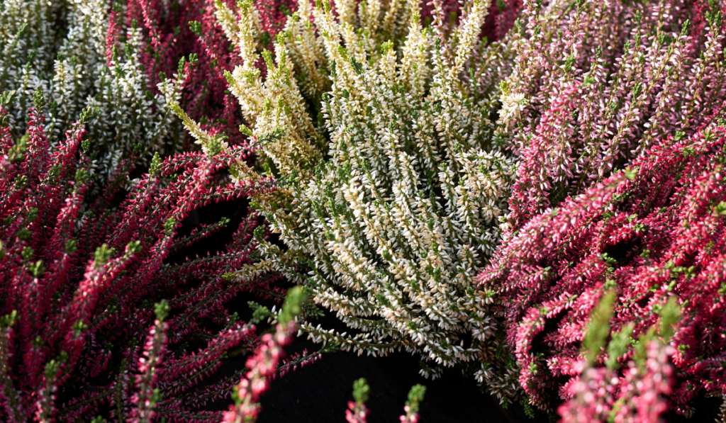 Wrzosy w ogrodzie – kiedy i jak sadzić?