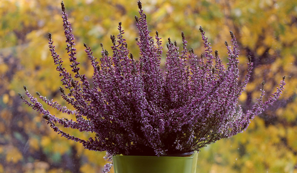 Wrzosy w ogrodzie – kiedy i jak sadzić?