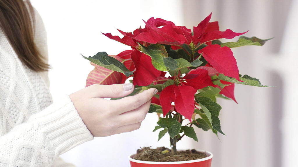 Poinsecja w domu - skuteczna pielęgnacja gwiazdy betlejemskiej